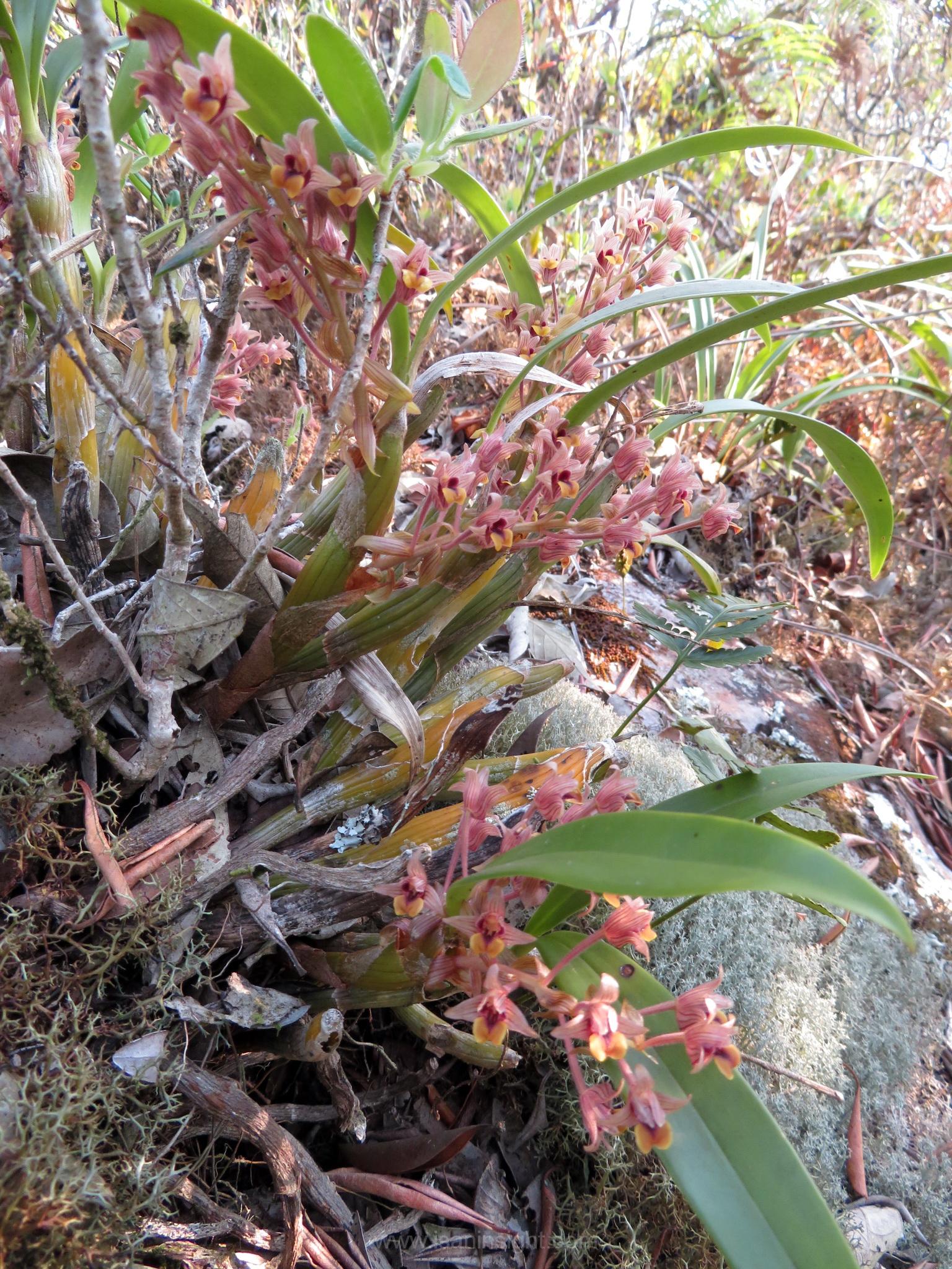 กล้วยไม้ป่าหน้าแล้ง ณ เขตรักษาพันธุ์สัตว์ป่าภูหลวง จ.เลย – Isan Insight