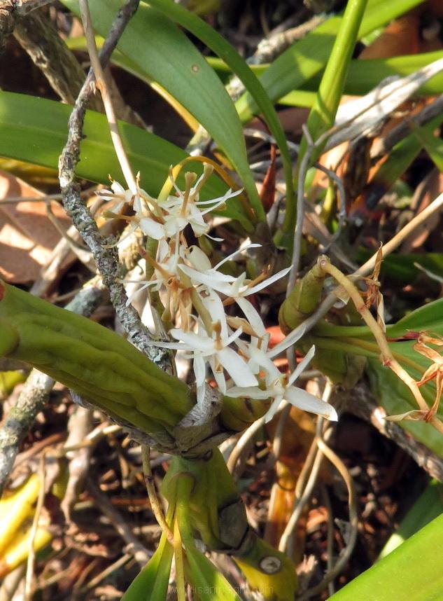 กล้วยไม้ป่าหน้าแล้ง ณ เขตรักษาพันธุ์สัตว์ป่าภูหลวง จ.เลย – Isan Insight