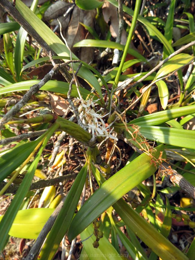 กล้วยไม้ป่าหน้าแล้ง ณ เขตรักษาพันธุ์สัตว์ป่าภูหลวง จ.เลย – Isan Insight