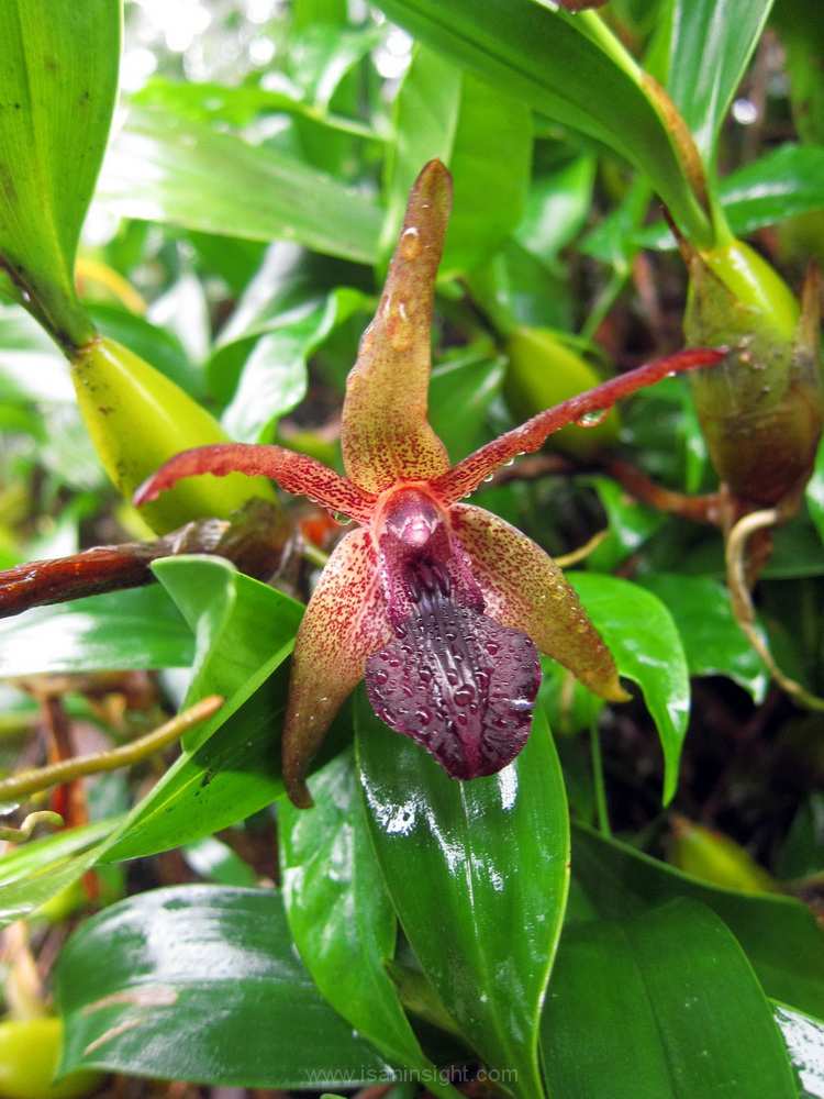 กล้วยไม้ป่าหน้าแล้ง ณ เขตรักษาพันธุ์สัตว์ป่าภูหลวง จ.เลย – Isan Insight